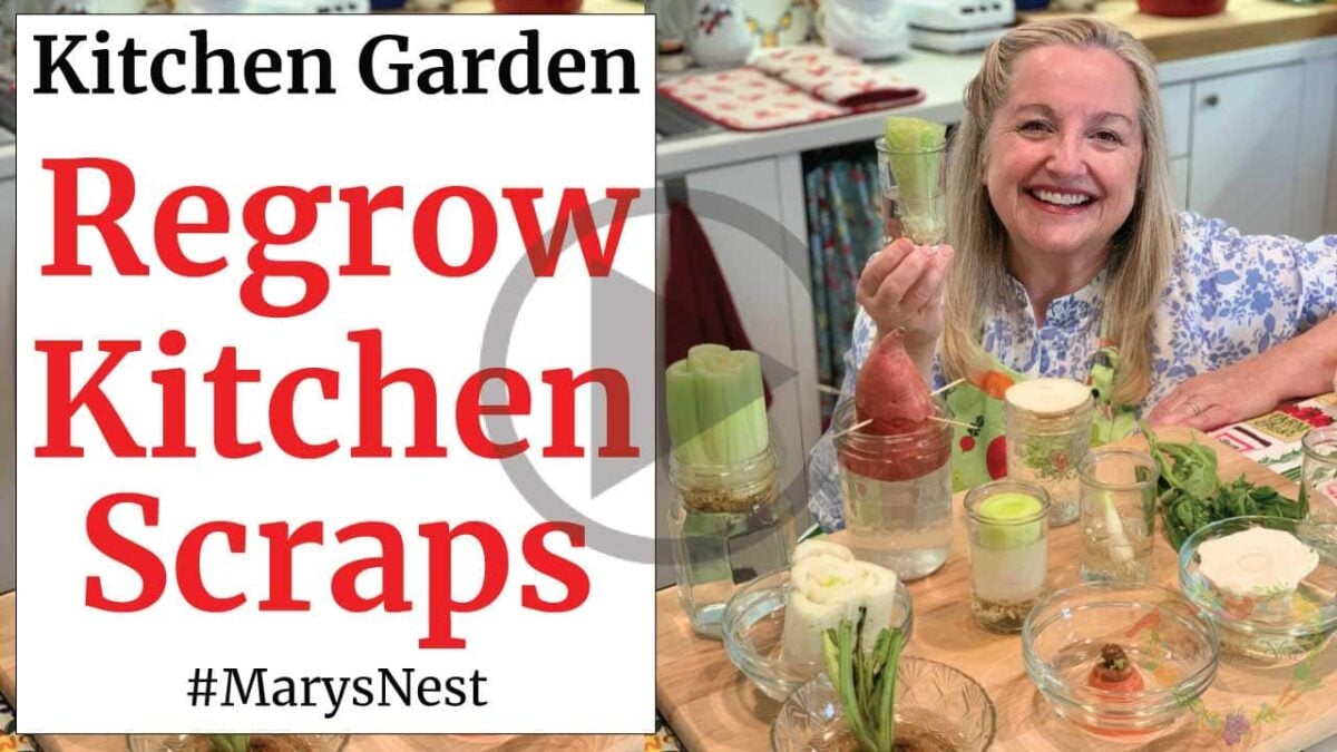 10 Vegetables You Can Regrow from Kitchen Scraps - Mary's Nest