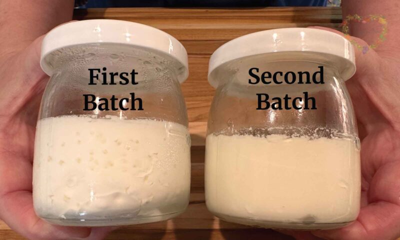 Everything You Ever Wanted to Know about L. Reuteri Super Yogurt - Mary ...